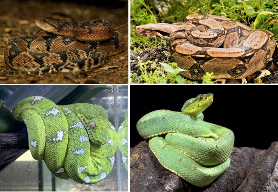 What Reptiles Can You See on a Tour in Tambopata? | Lorenzo Expeditions